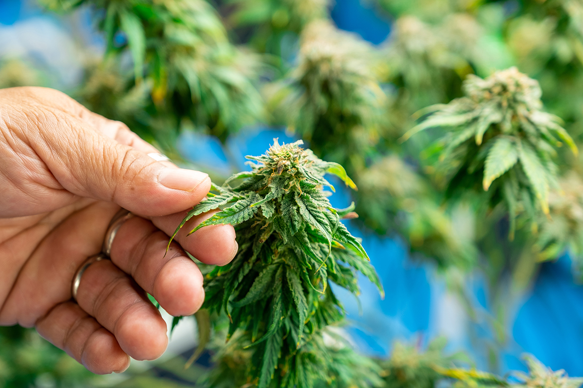 New federal hemp rules: what tax pros need to know | NATP